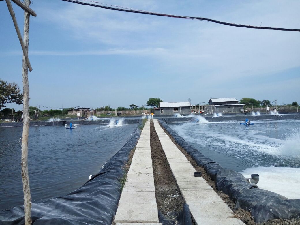 Tambak Udang Tuban - PT. Kencana Tiara Gemilang